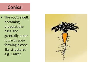 Root and its modifications | PPTX