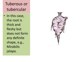 Root and its modifications | PPTX