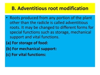 Root and its modifications | PPTX