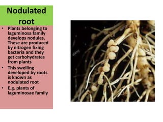 Root and its modifications | PPTX
