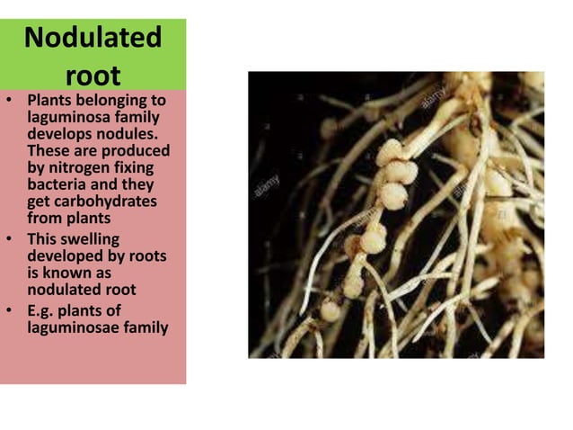 Root and its modifications | PPTX | Gardening | Home & Garden