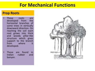 Root and its modifications | PPTX
