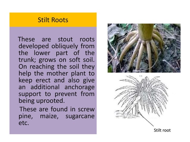 Root and its modifications | PPTX | Gardening | Home & Garden