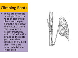 Root and its modifications | PPTX | Gardening | Home & Garden