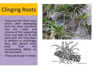 Root and its modifications | PPTX