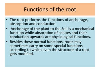 Root and its modifications | PPTX