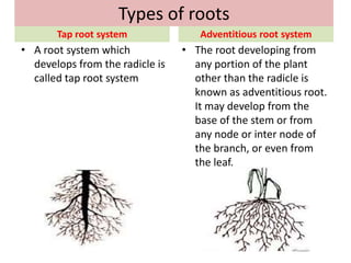 Root and its modifications | PPT