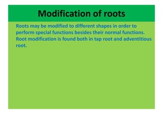 Root and its modifications | PPTX