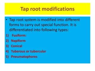 Root and its modifications | PPTX