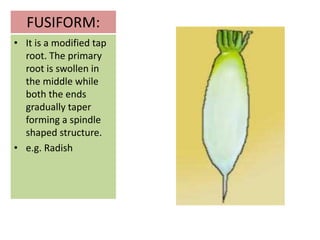 Root and its modifications | PPTX