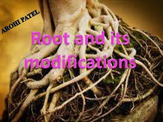 Modified Root Of A Plant