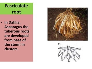 Tuberous Roots Diagram