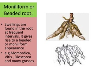 Moniliform Roots