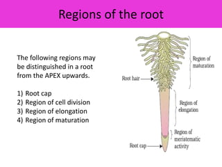 Root and its modifications | PPT