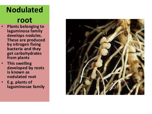 Root and its modifications