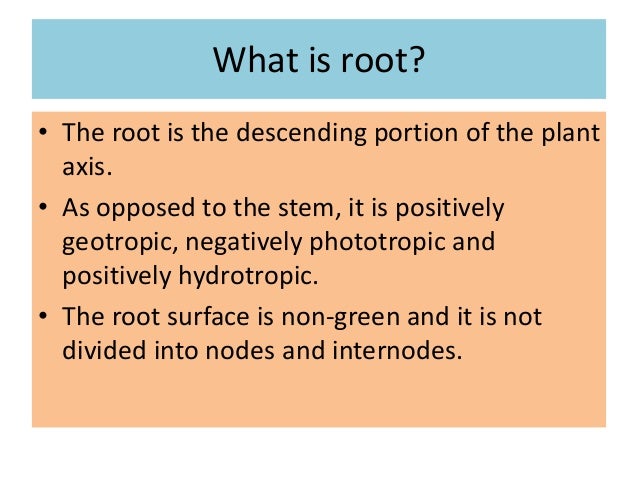 Root and its modifications