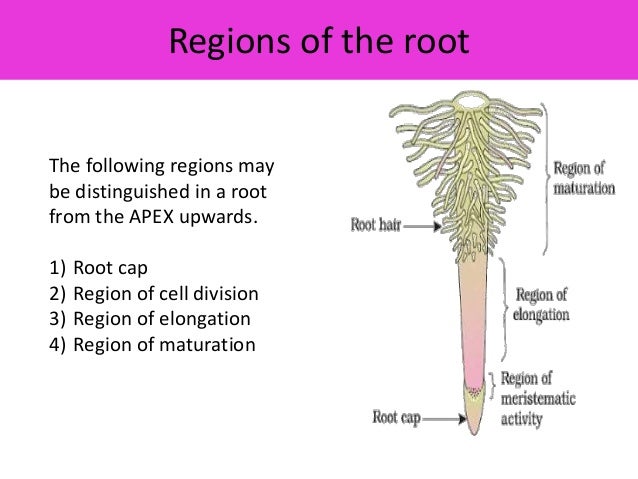 Root and its modifications