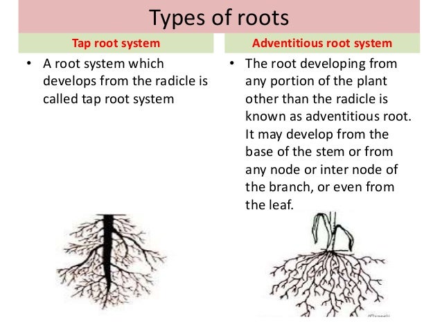 Root and its modifications