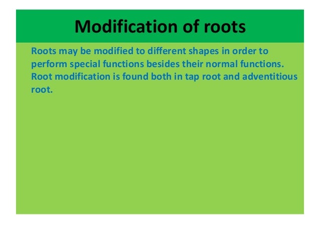 Root and its modifications