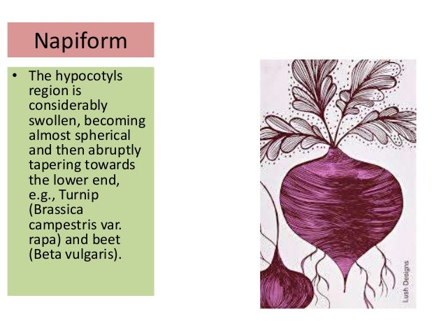 Root and its modifications