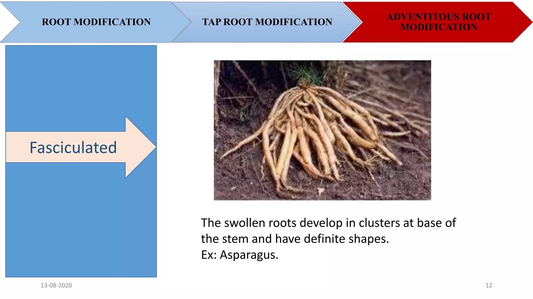 Root and shoot system of Angiosperm plants. - By Dr. Amutha Swaminathan ...