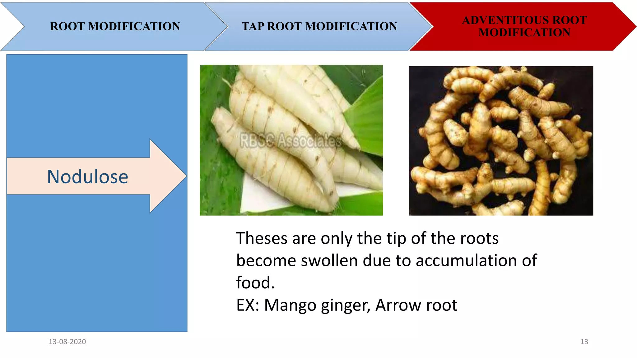Root and shoot system of Angiosperm plants. - By Dr. Amutha Swaminathan ...