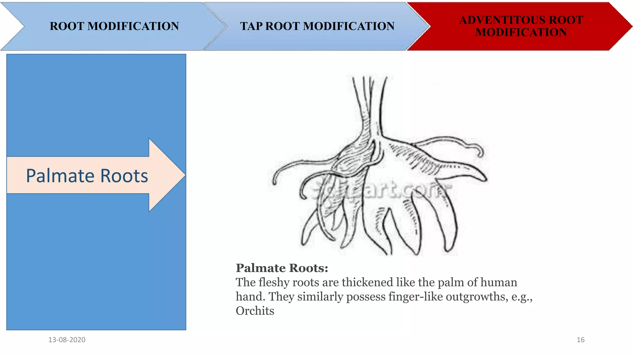 Root and shoot system of Angiosperm plants. - By Dr. Amutha Swaminathan ...