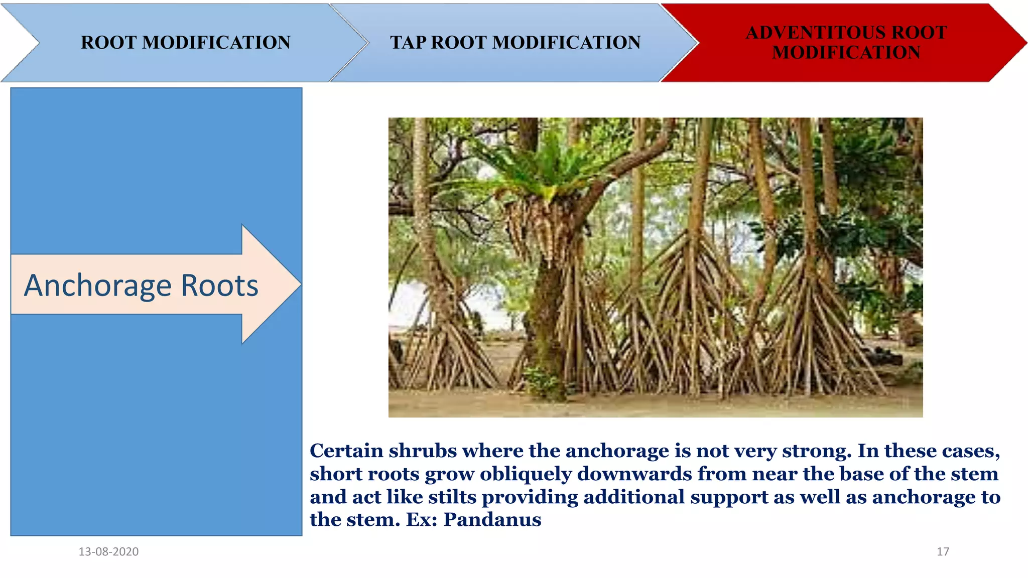 Root and shoot system of Angiosperm plants. - By Dr. Amutha Swaminathan ...