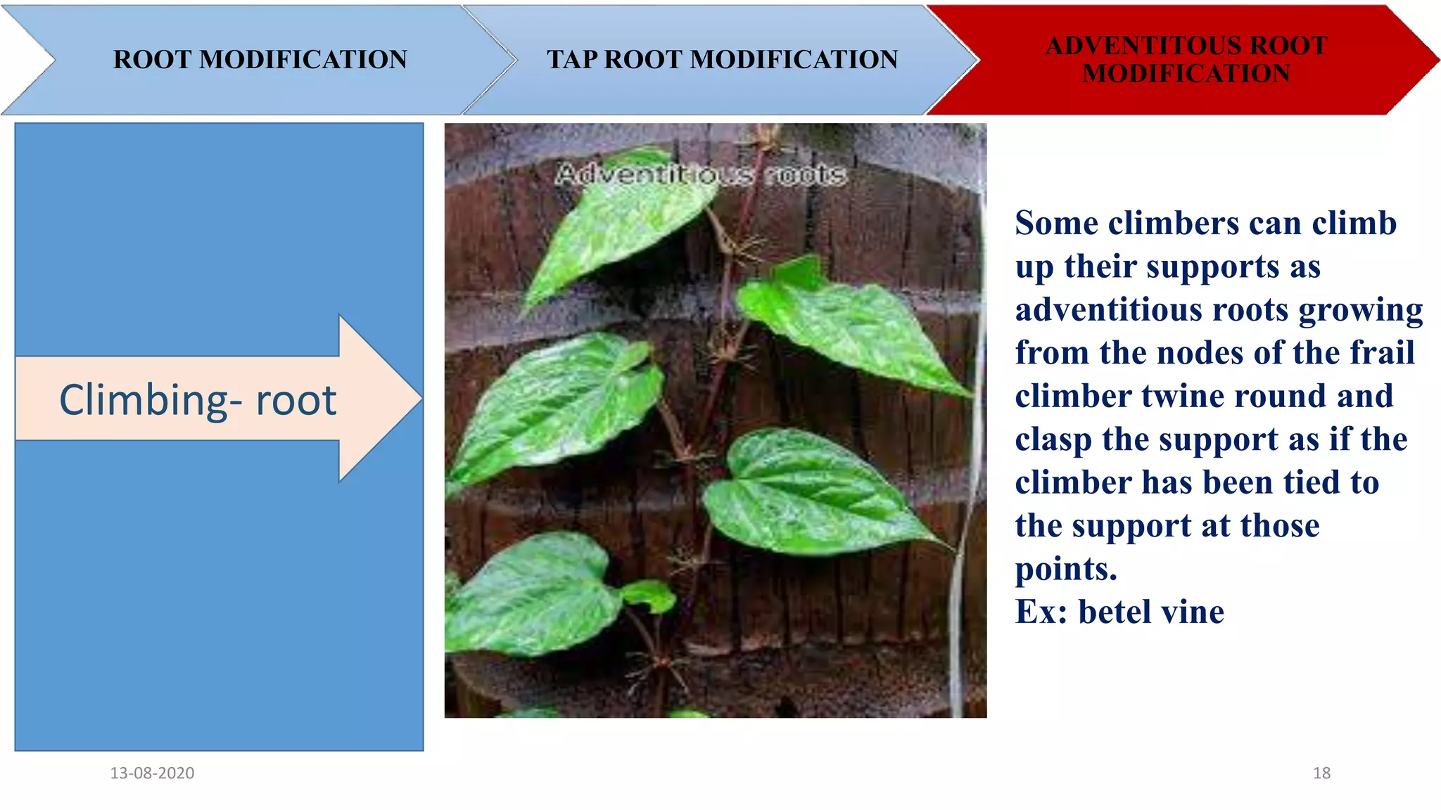 Root and shoot system of Angiosperm plants. - By Dr. Amutha Swaminathan ...
