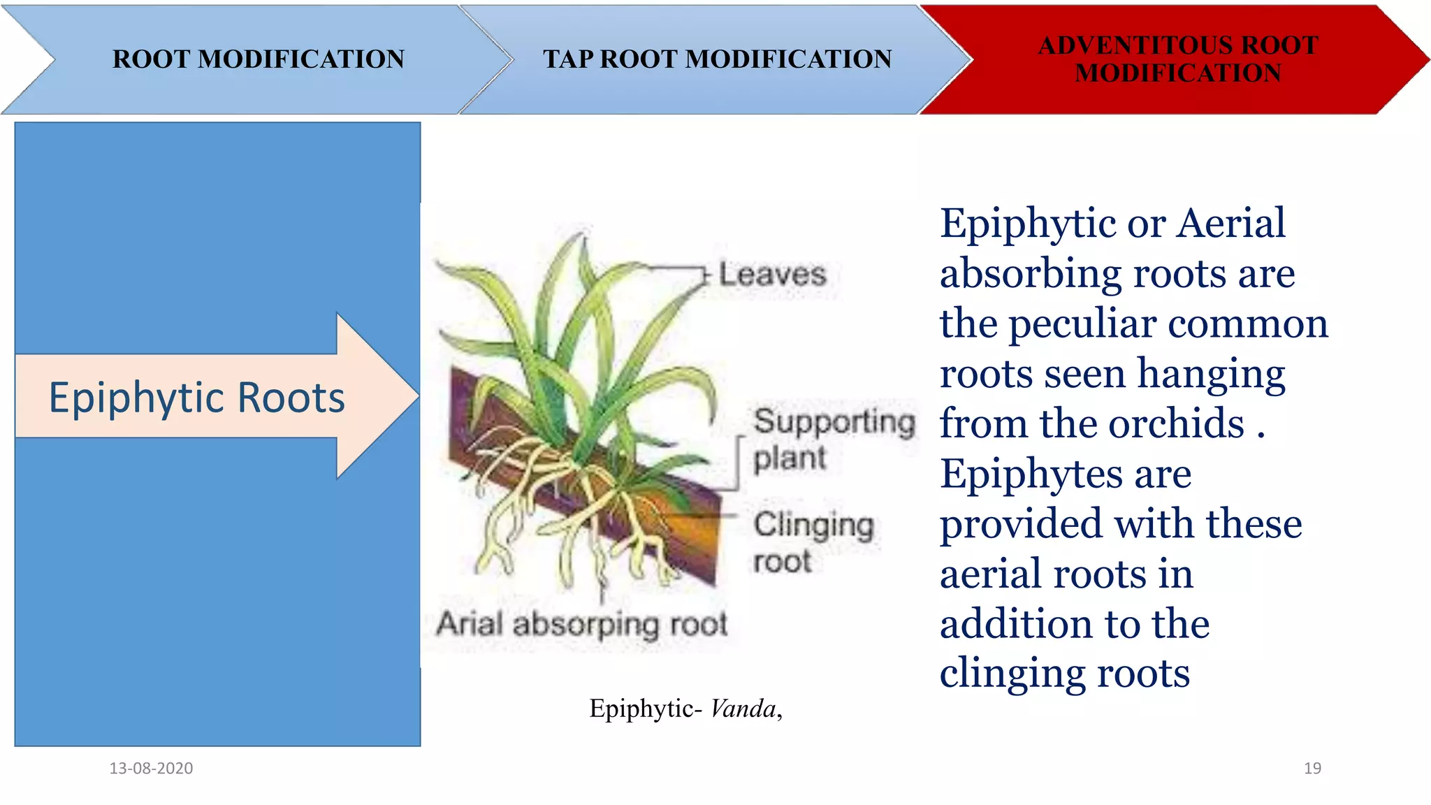Root and shoot system of Angiosperm plants. - By Dr. Amutha Swaminathan ...