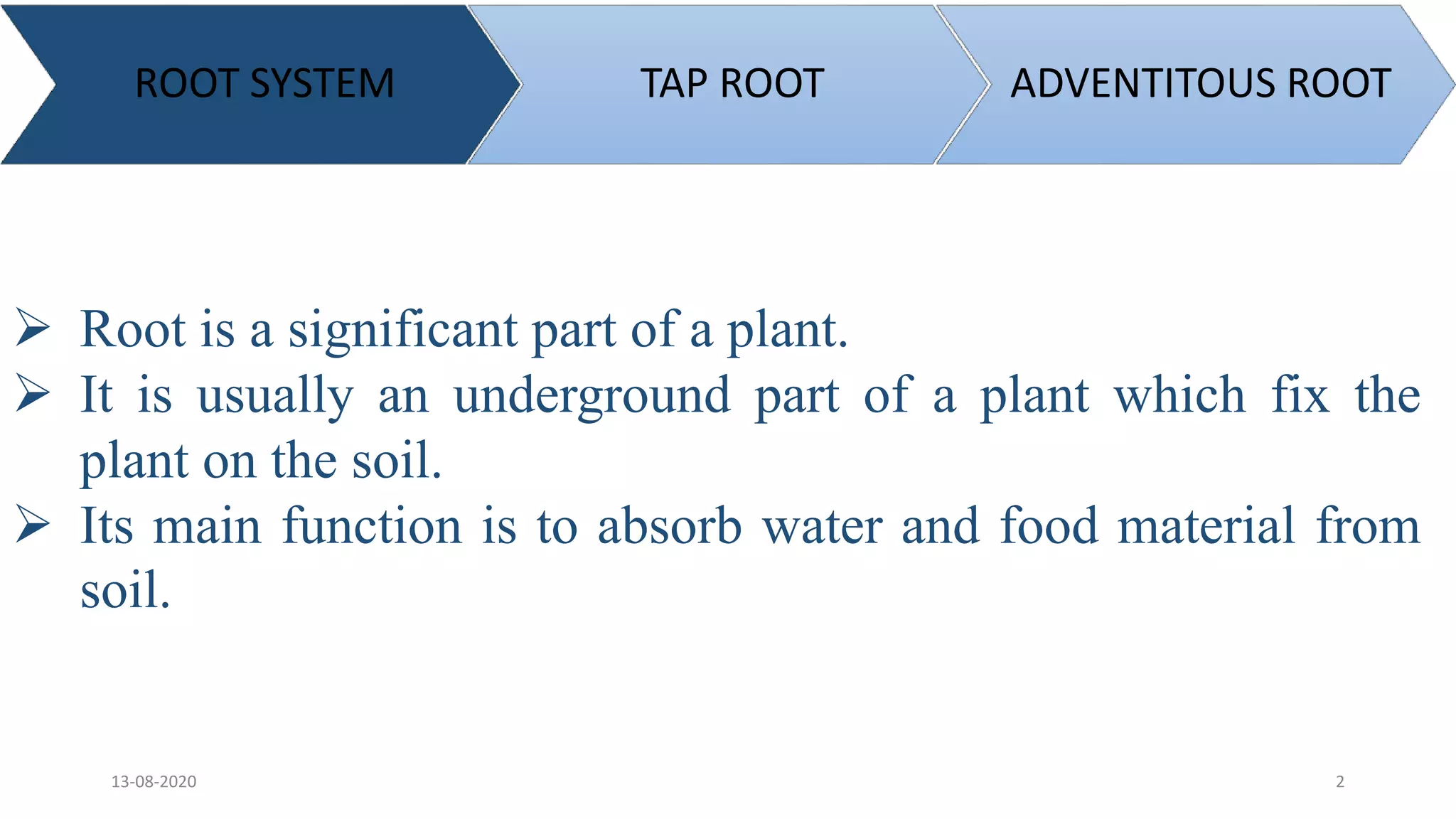 Root and shoot system of Angiosperm plants. - By Dr. Amutha Swaminathan ...