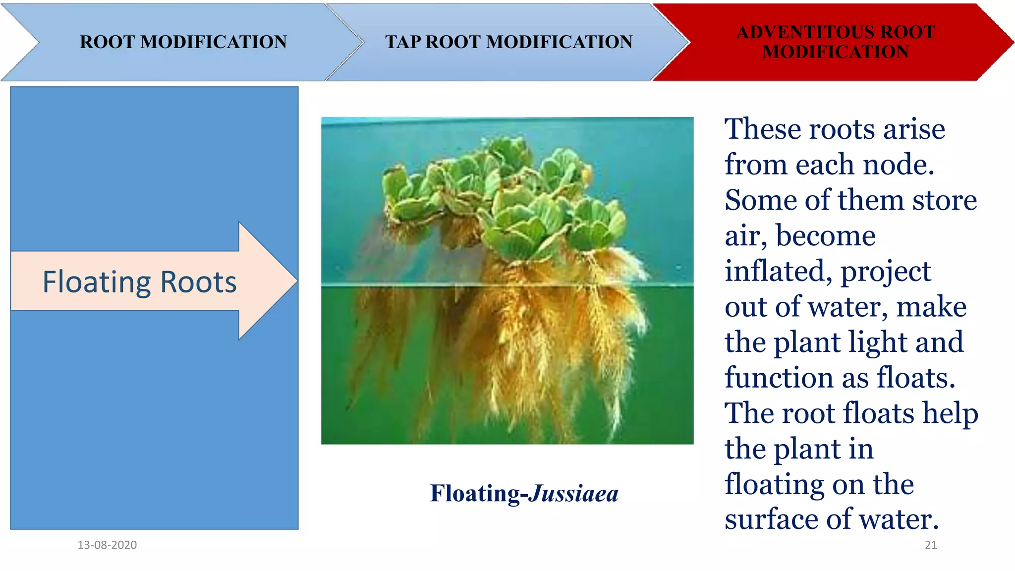 Root and shoot system of Angiosperm plants. - By Dr. Amutha Swaminathan ...
