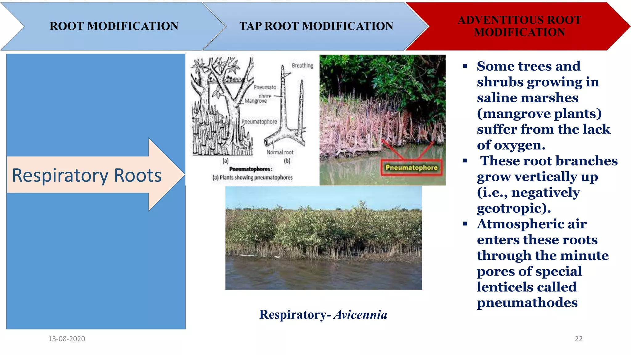 Root and shoot system of Angiosperm plants. - By Dr. Amutha Swaminathan ...