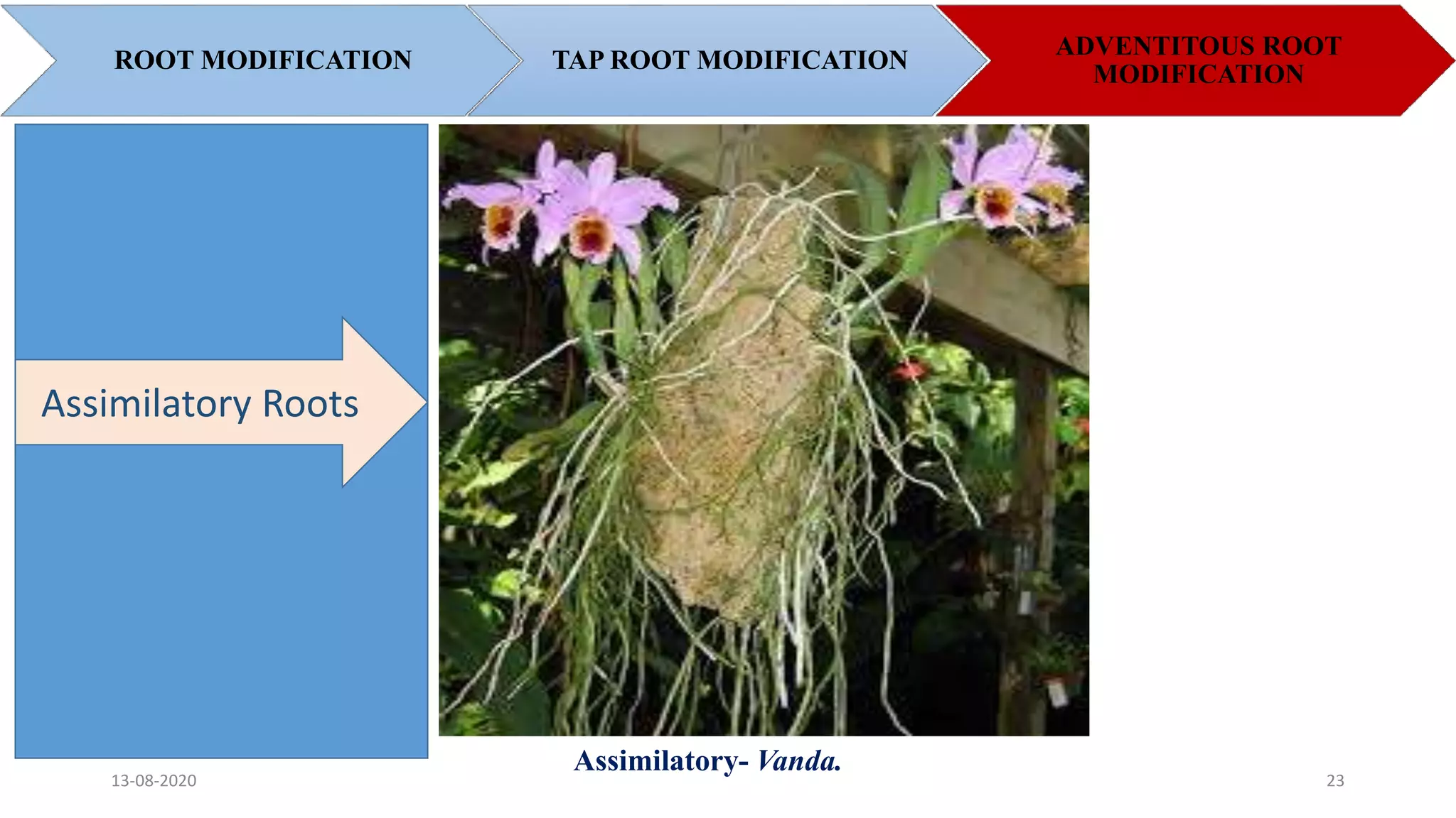 Root and shoot system of Angiosperm plants. - By Dr. Amutha Swaminathan | PPTX