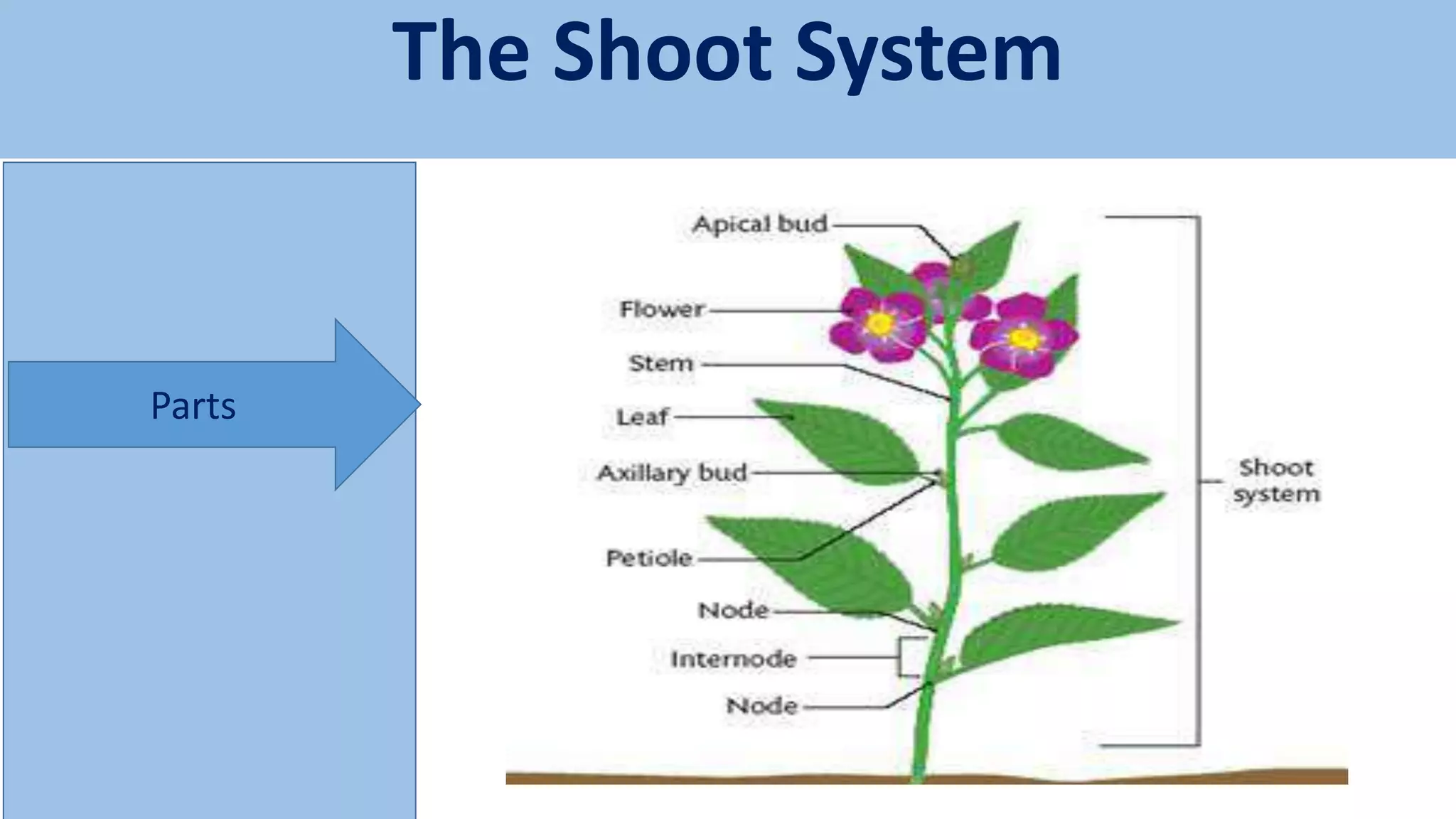 Root and shoot system of Angiosperm plants. - By Dr. Amutha Swaminathan ...