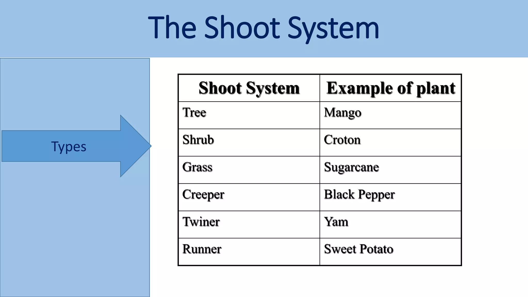 Root and shoot system of Angiosperm plants. - By Dr. Amutha Swaminathan ...