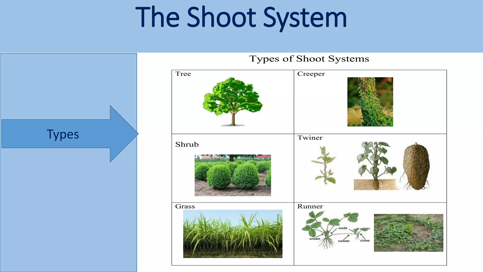 Root and shoot system of Angiosperm plants. - By Dr. Amutha Swaminathan ...