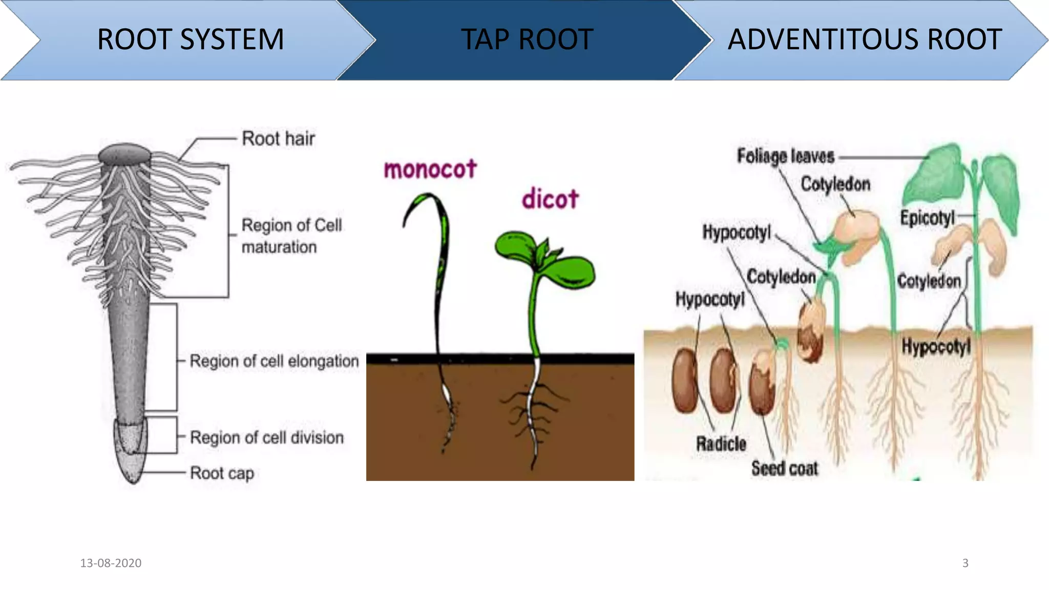 Root and shoot system of Angiosperm plants. - By Dr. Amutha Swaminathan ...