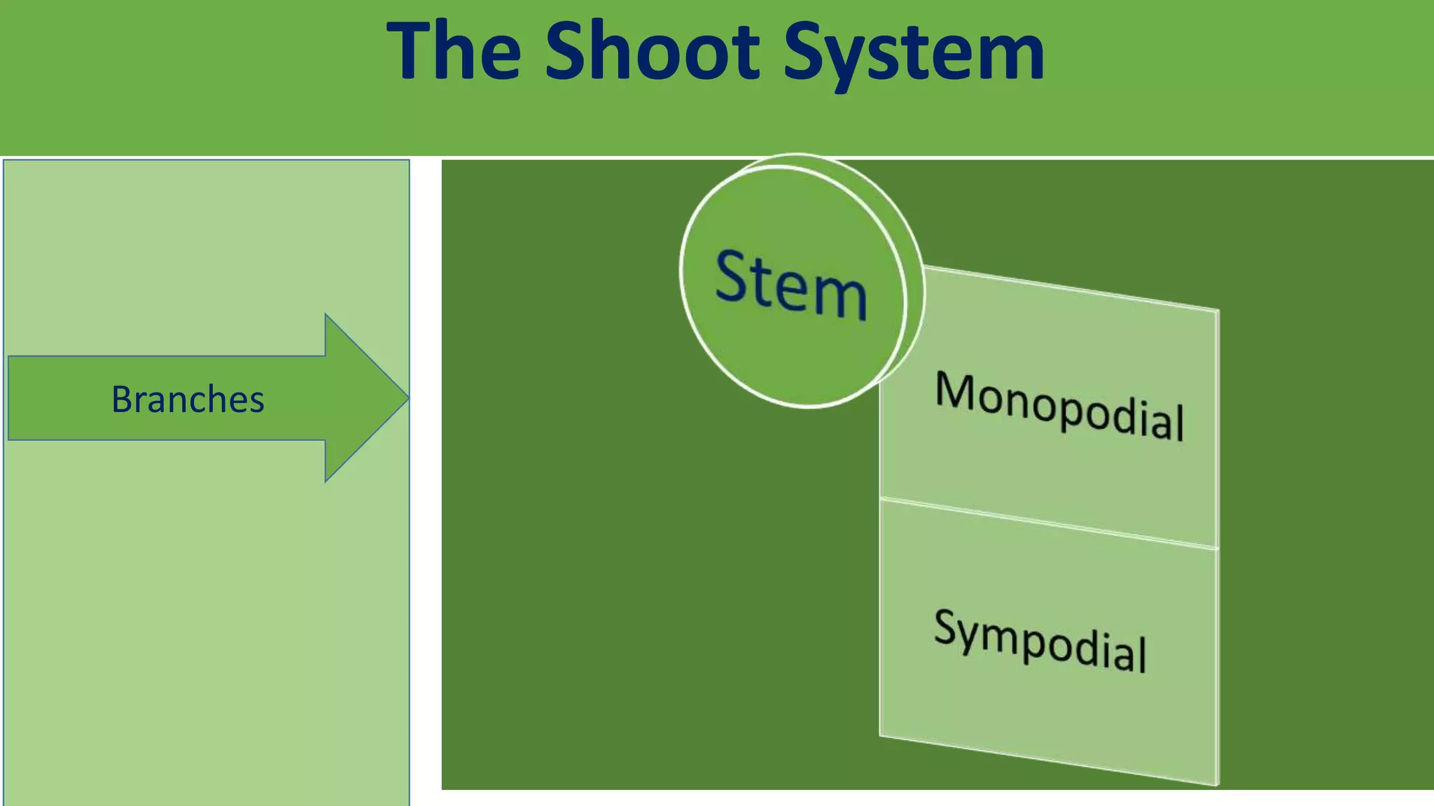 Root and shoot system of Angiosperm plants. - By Dr. Amutha Swaminathan ...