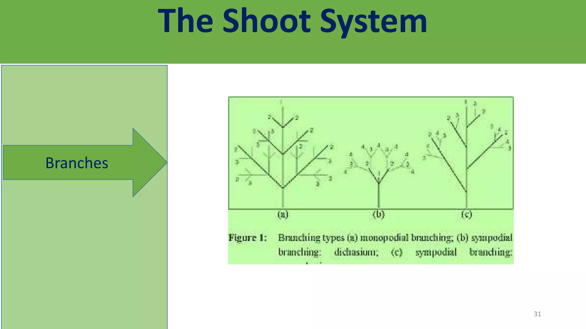 Root and shoot system of Angiosperm plants. - By Dr. Amutha Swaminathan ...