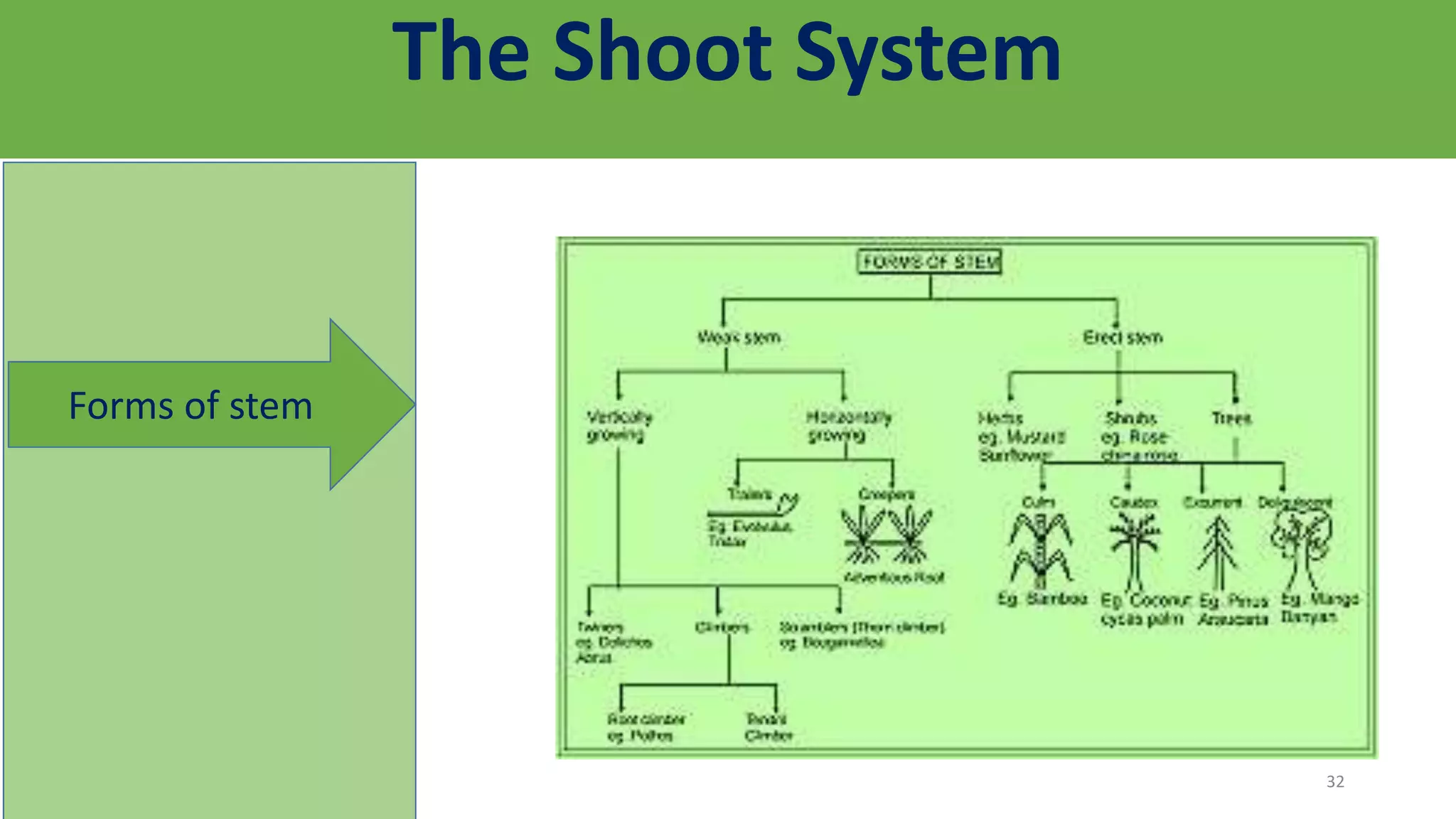 Root and shoot system of Angiosperm plants. - By Dr. Amutha Swaminathan ...