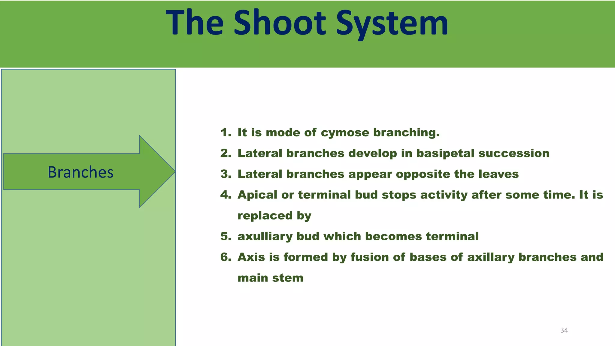 Root and shoot system of Angiosperm plants. - By Dr. Amutha Swaminathan ...