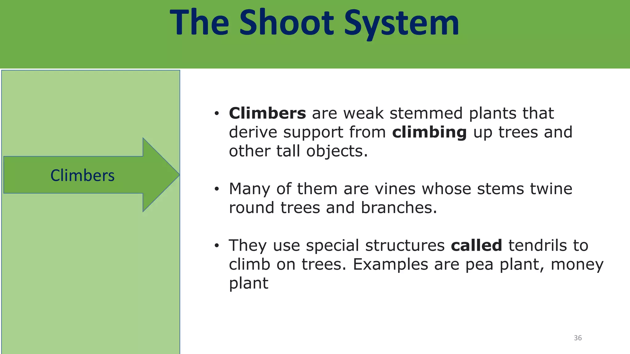 Root and shoot system of Angiosperm plants. - By Dr. Amutha Swaminathan ...