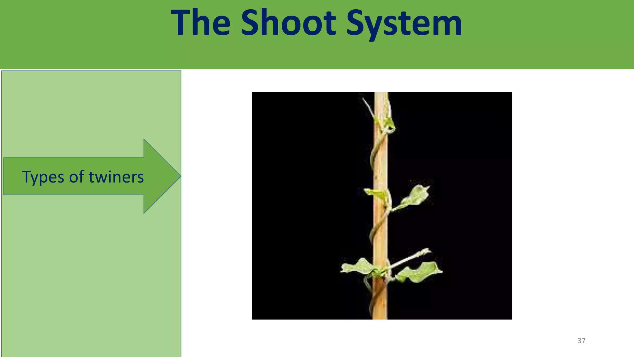 Root and shoot system of Angiosperm plants. - By Dr. Amutha Swaminathan ...