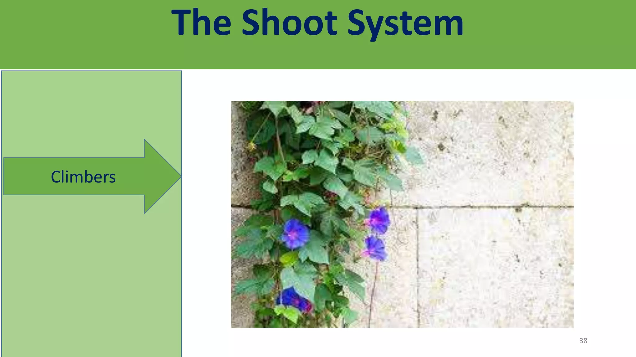 Root and shoot system of Angiosperm plants. - By Dr. Amutha Swaminathan ...