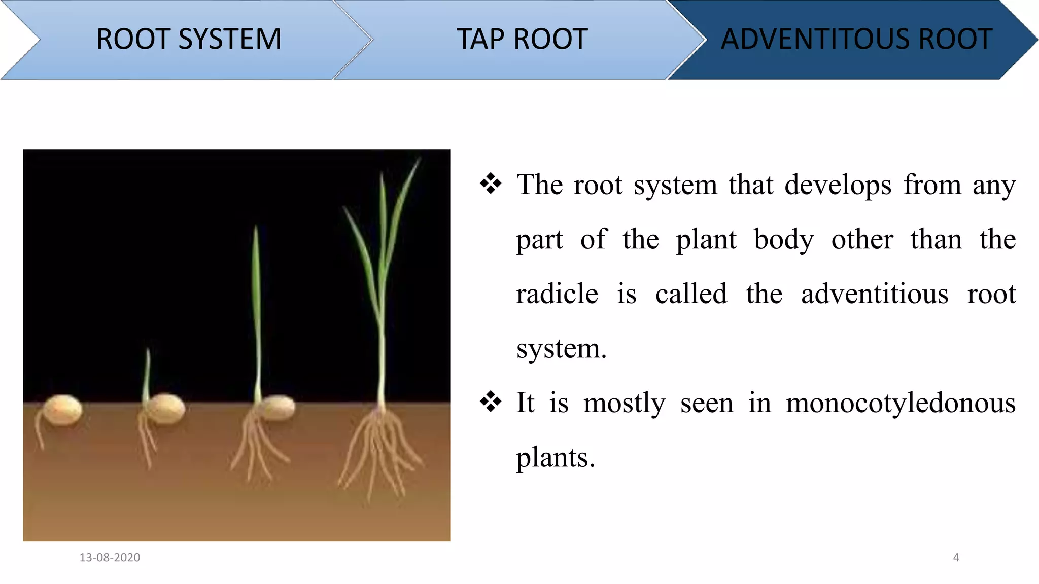 Root and shoot system of Angiosperm plants. - By Dr. Amutha Swaminathan | PPTX