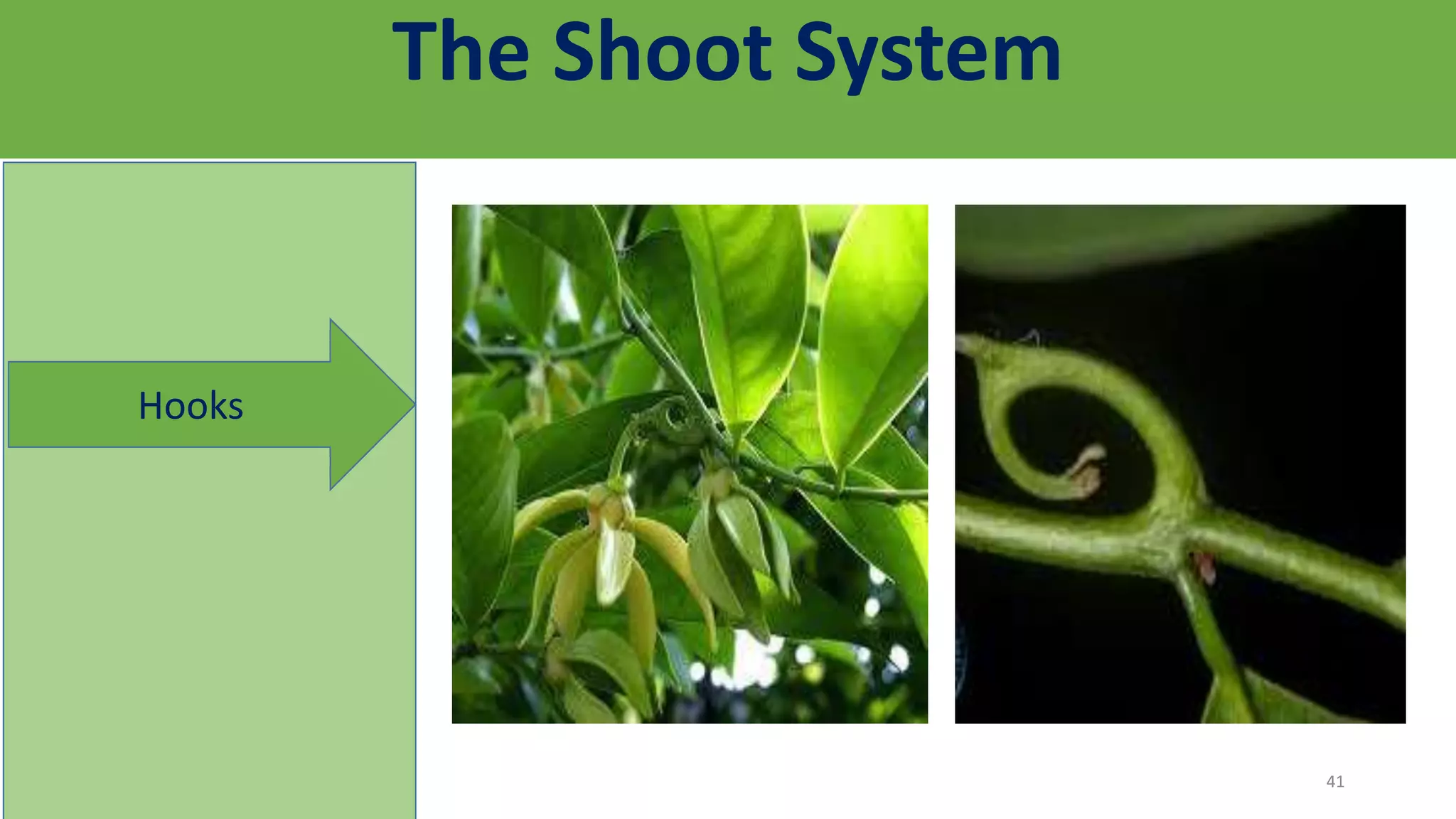 Root and shoot system of Angiosperm plants. - By Dr. Amutha Swaminathan ...