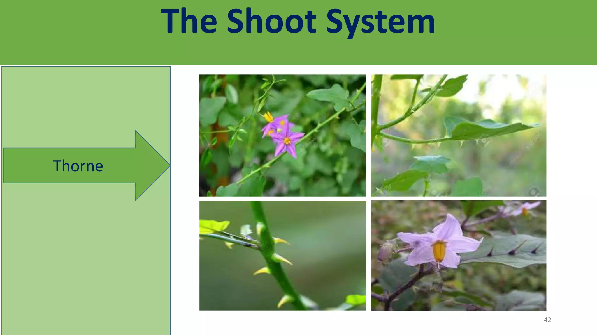 Root and shoot system of Angiosperm plants. - By Dr. Amutha Swaminathan ...