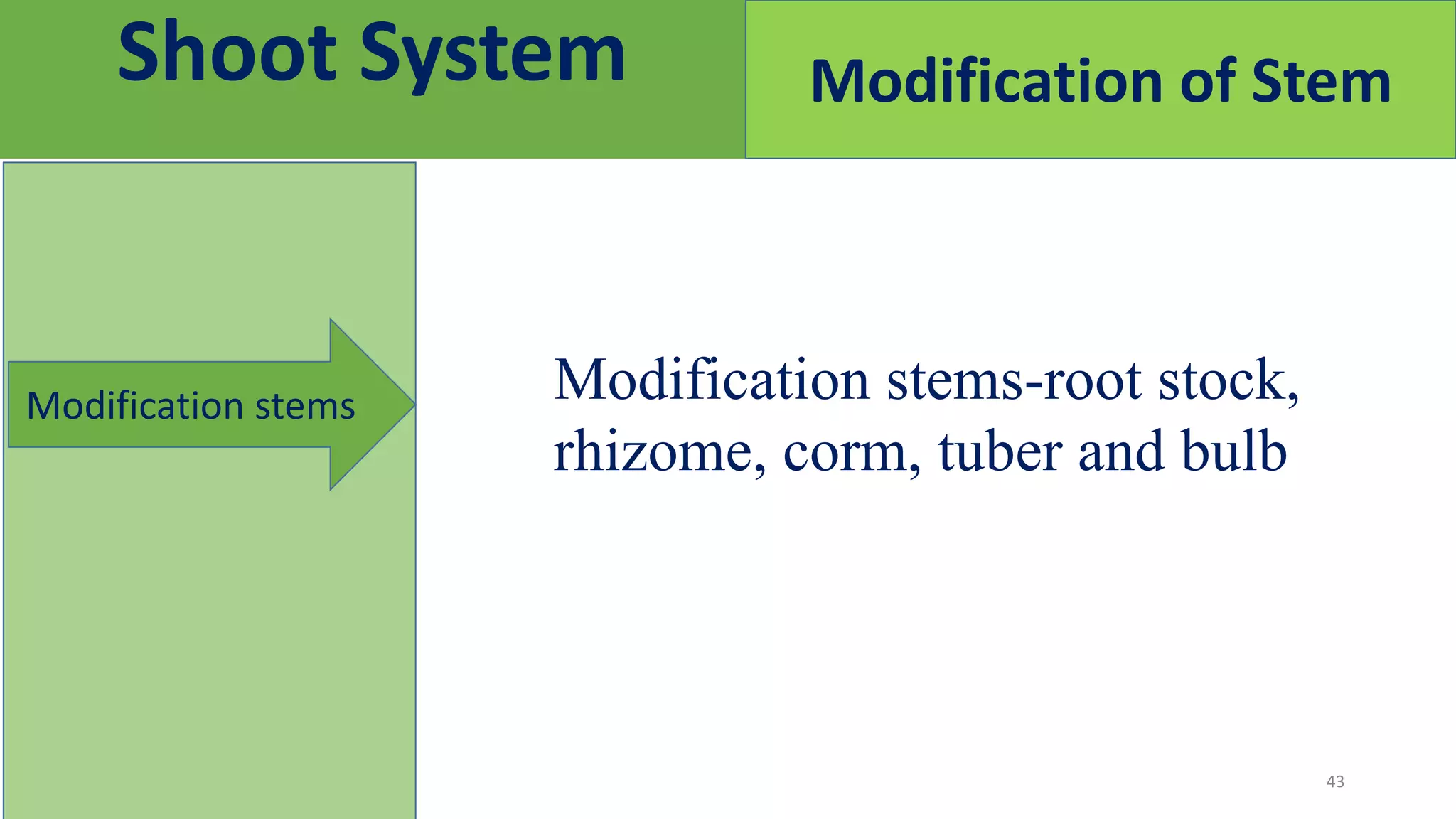 Root and shoot system of Angiosperm plants. - By Dr. Amutha Swaminathan ...