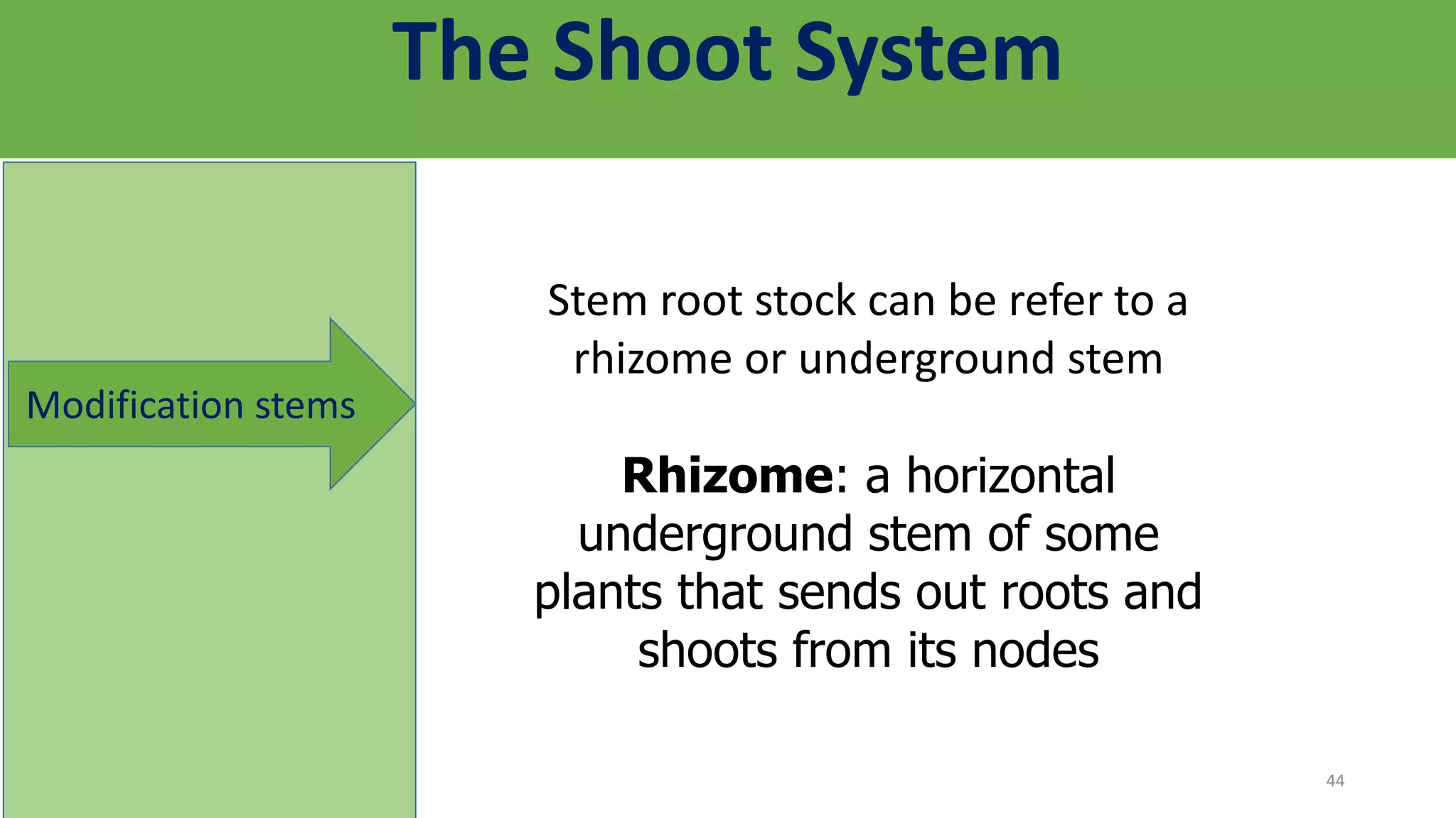 Root and shoot system of Angiosperm plants. - By Dr. Amutha Swaminathan ...